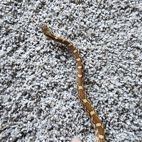 Christmas Mountain Female Gopher Other Colubrids Morphmarket