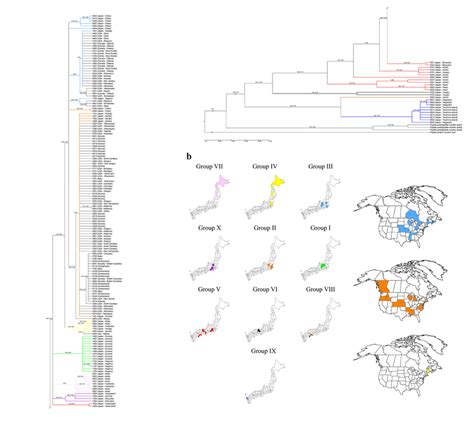 Phylogeographical Analysis A Single Tree From The Combined Analysis Of Download Scientific