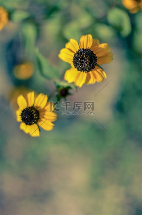 Rudbeckia Hirta L Toto