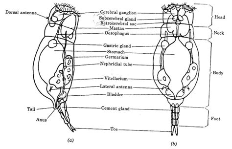 General Anatomy Of Typical Illoricate Rotifer A Lateral B Dorsal