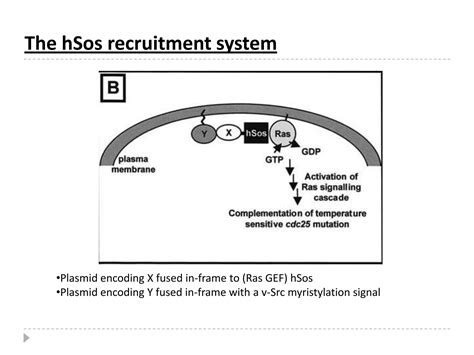 Yeast Two Hybrid Ppsx Web Development Internet