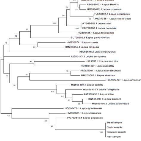 Multiple Sequence Alignment Download Scientific Diagram