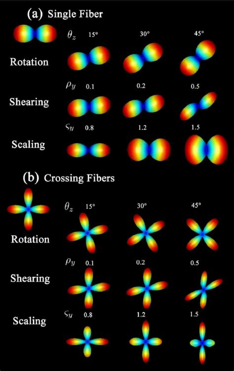 Examples Of Local Affine Transformations On Odfs With A Single Download Scientific Diagram