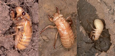 Cada 17 Años Miles De Cigarras Emergen De La Tierra Casi Al Mismo
