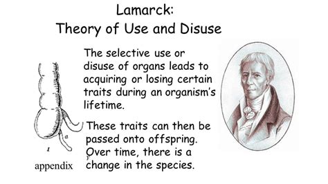Lamarcks Theory Of Evolution Anthromania