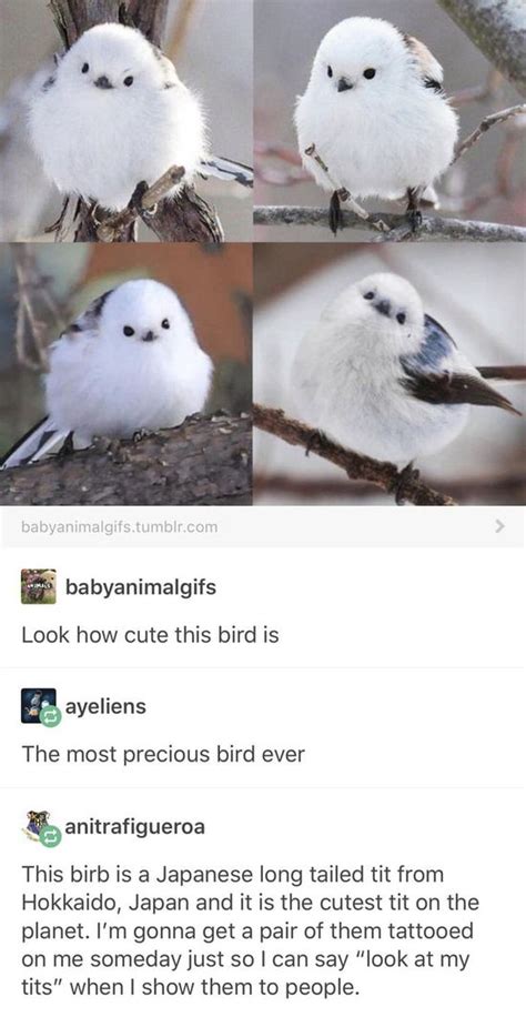 Abirdperson Abirdperson Profile Pinterest