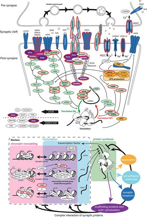 4 Integration Of Asd Gene Products In Cellular Pathways At The Synapse