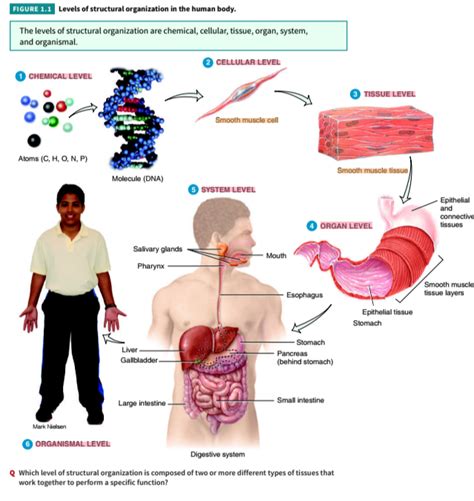 Levels Of Structural Organization And Body Systems Diagram Quizlet