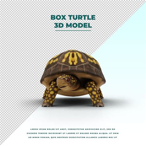 Premium Psd Box Turtle Isolated