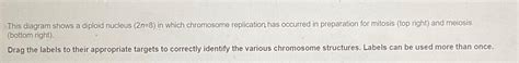 Solved This Diagram Shows A Diploid Nucleus 2n 8 In