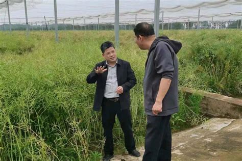 文喜贤来饶调研油菜制种工作种业江西省生产