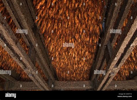 Thousand Of Herring Hang In Smoke Encrusted Rafters Of Smokehouse Cap