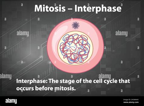 Process Of Mitosis Interphase With Explanations Illustration Stock