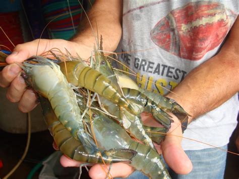Its A Girl Gene Silencing Technology Alters Sex Of Prawns