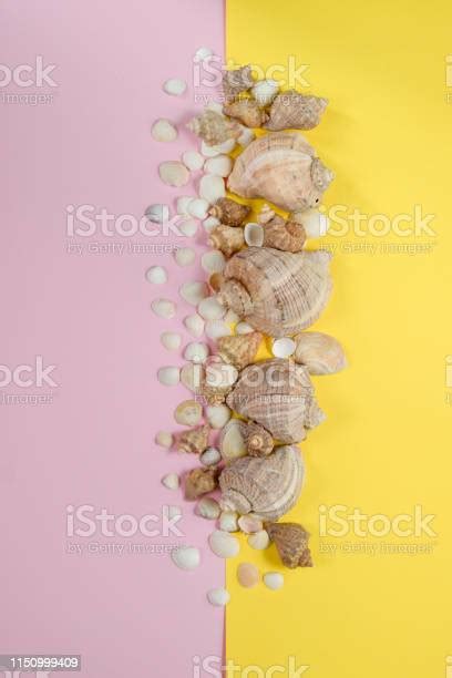 여름 구성 플랫 레이 분홍색과 노란색 배경에 다양 한 종류의 조개의 평면도 최소 스타일 텍스트 서식 파일의 공간을 복사 합니다 휴가 컨셉 0명에 대한 스톡 사진 및 기타
