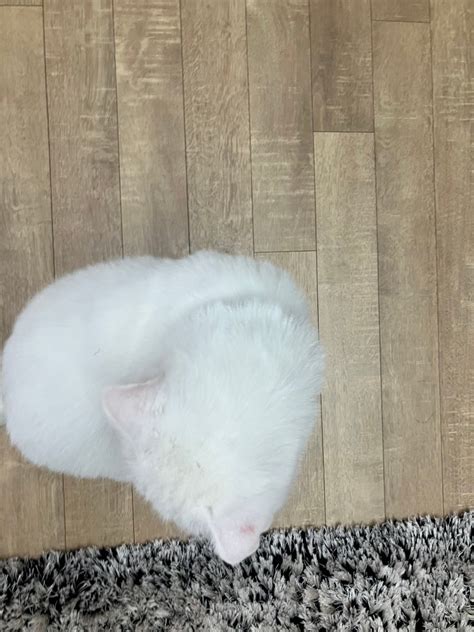 고양이 귀 뒤쪽 지식in