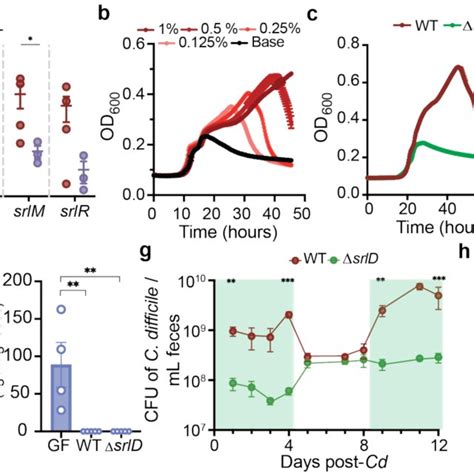 A Putative Sorbitol Utilization Locus Is Responsible For Cd Metabolism