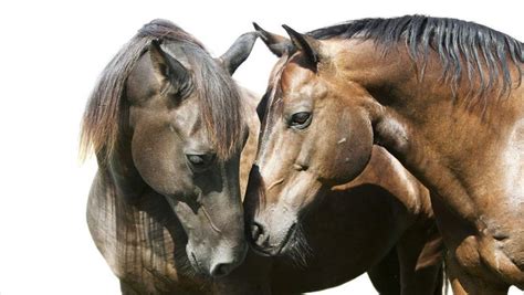 Bob Tabor 4636 For Sale At 1stdibs