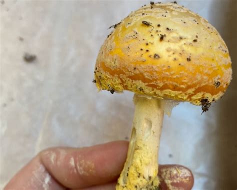 Spore Print Tutorial