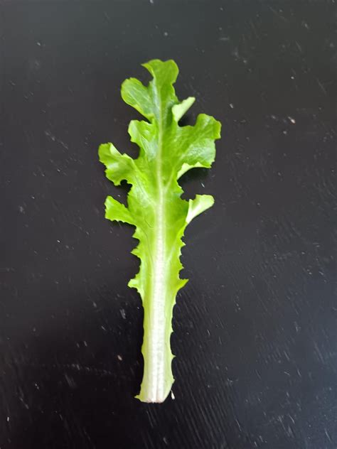 Birch Sapling Irl Rminecraft