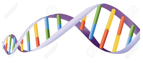 Gene Clipart Clipground