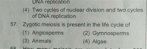 Zygotic Meiosis Is Present In The Life Cycle Of Filo