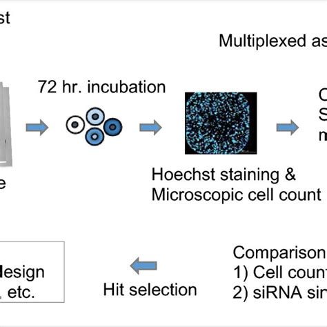 Overview Of Screening And Data Analysis Procedure Details Are