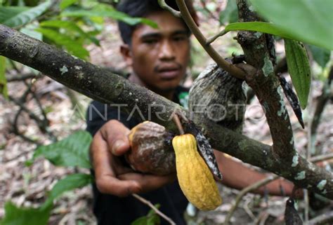 Hama Kakao Antara Foto