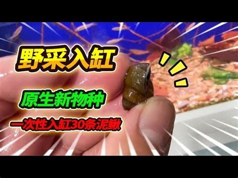 河边野采收货60条野生泥鳅一次性入缸30条剩下的投喂猛鱼缸 YouTube