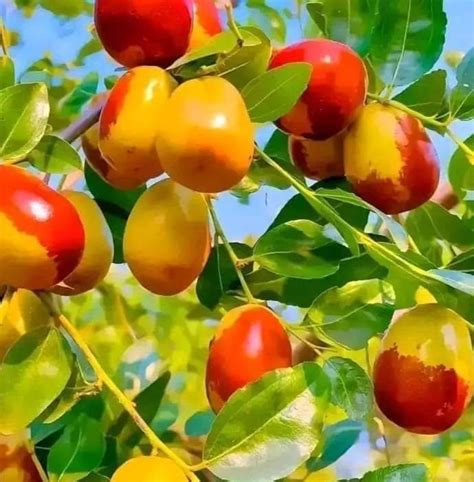 მეურნეობა კახეთში