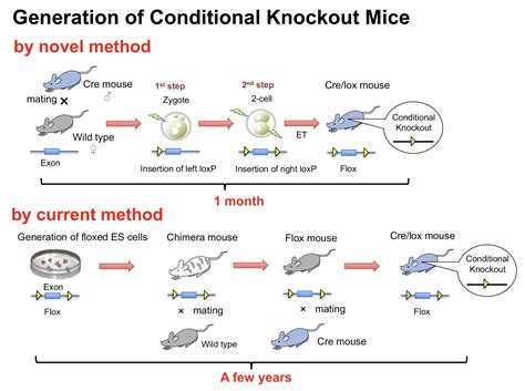 Cre Lox Conditional Knockout