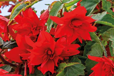 Scarlet Begonia