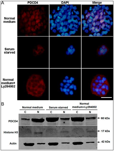 Ijms Special Issue Molecular Research Of Epidermal Stem Cells 2015