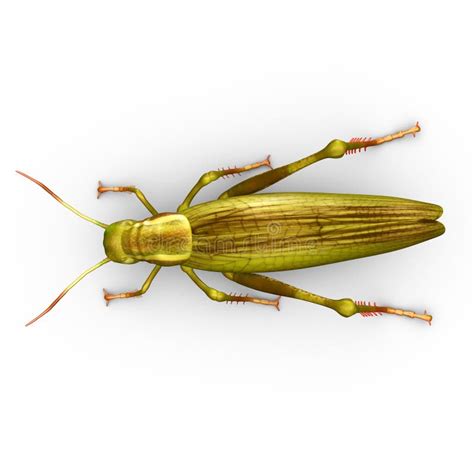 Grasshopper Stock Illustrations 7 353 Grasshopper Stock Illustrations