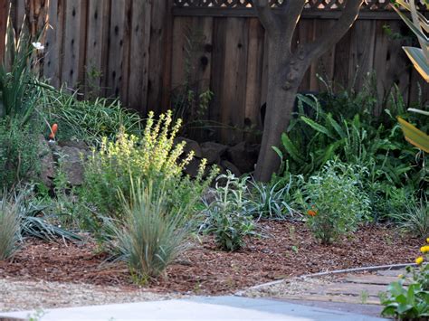 California Native Plants Landscaping Alter Natives For Low Desert