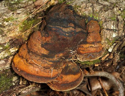 Phellinus Sp Photo Tom Murray Photos At