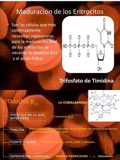 Maduración De Los Eritrocitos Pdf