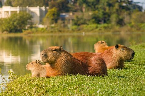 Capybaras Facts Habitat Behavior And Why Theyre So Loved See The
