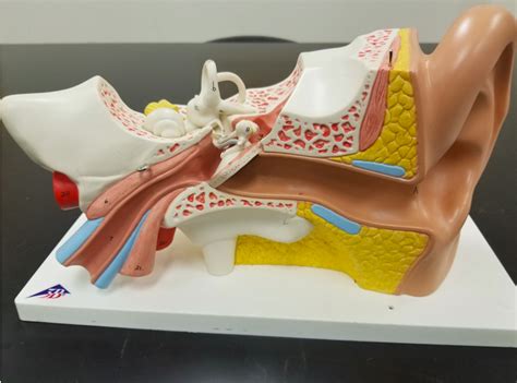 Ear 1 Lab Practical 3 Diagram Quizlet