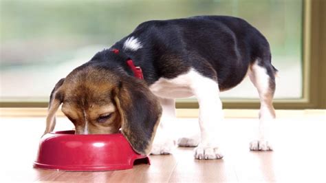 Fin De Año Cómo Afecta La Pirotecnia A Las Mascotas Perfil