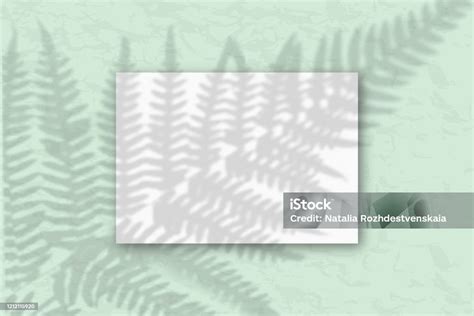 회색녹색 벽 배경에 흰색 A4 질감 종이의 수평 시트입니다 모형은 식물 그림자로 오버레이됩니다 자연광이 고사리 잎에서 그림자를 투사합니다 0명에 대한 스톡 벡터 아트 및