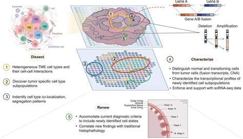 全球首发｜m20 Spatial 基于随机引物的全样本空间全转录组技术 知乎