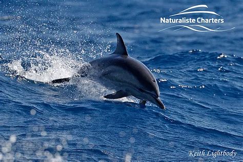 Orca Sex The Sex Life Of A Killer Whale