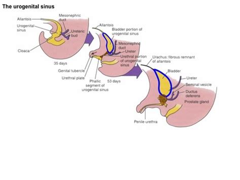 Allantois Urogenital Sinus