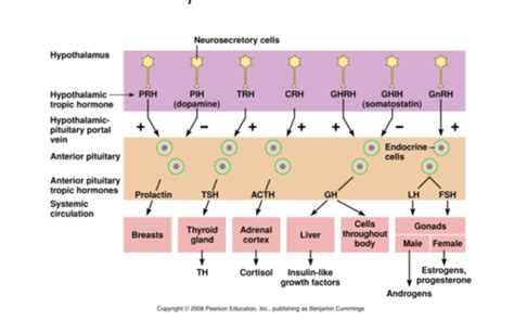 Pathophys Endocrine Flashcards Quizlet Pathophys Endocrine Flashcards Quizlet
