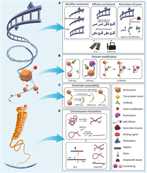 Chromatin Immunoprecipitation Histone Modifications
