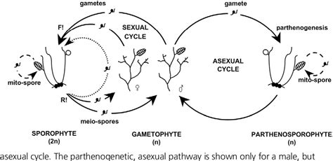 Ectocarpus Life Cycle Ppt