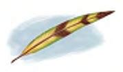 Wings Of Chislev Dragonlance Nexus
