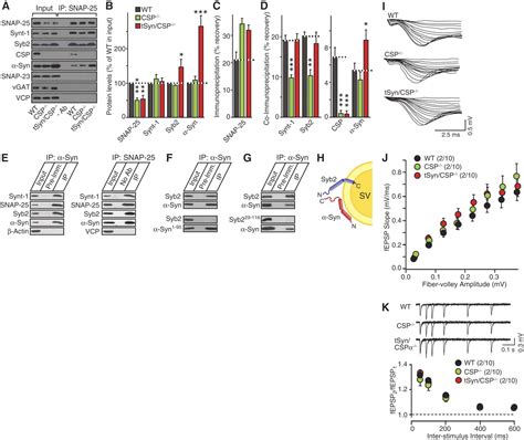 α Synuclein Promotes Snare Complex Assembly In Vivo And In Vitro Science