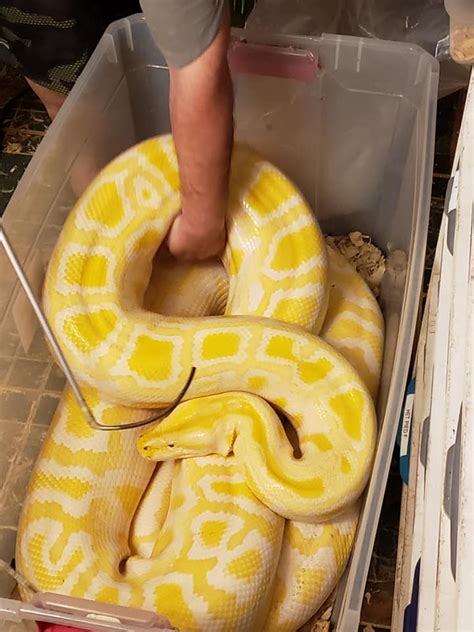 Tick Reptiles Big Albino Burmese Python Female We Took